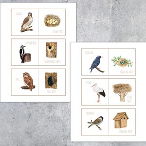 BIRDS and Their NESTS Flashcards and Matching Activity, Instant ...
