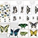 Swallowtail Butterfly Unit Study: Homeschool Nature Printable (instant ...