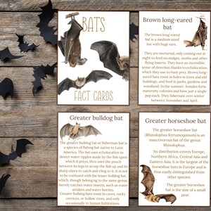 BATS Mini Poster, Fact Cards and 3 Part Cards, Nature, Digital DIY ...