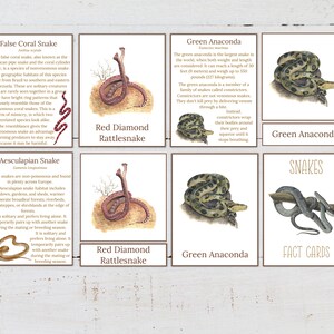 SNAKES Mini Poster, Fact Cards and 3 Part Cards, Nature, Digital DIY ...
