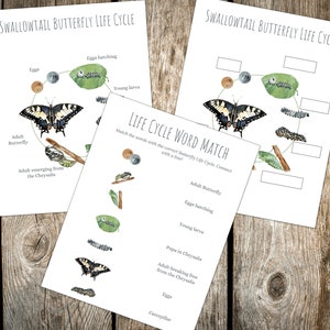 Swallowtail BUTTERFLY Unit Study, Life Cycle, Anatomy, Nature Study ...