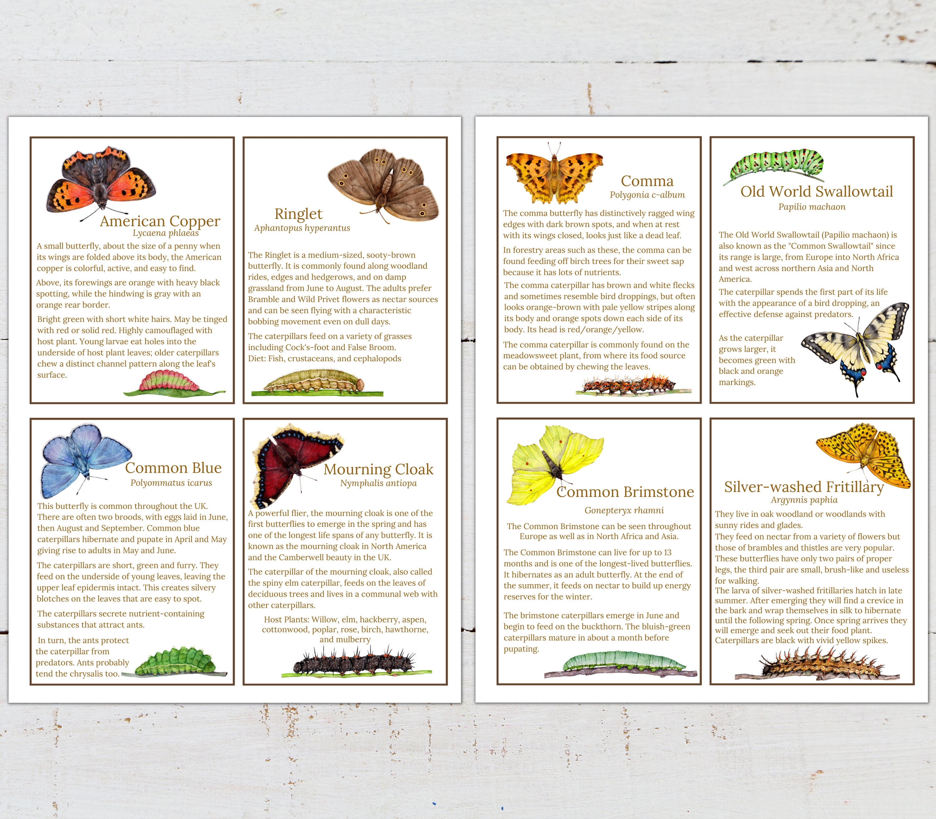 BUTTERFLIES and CATERPILLARS Mini Poster + 3-part Cards + Fact Cards ...