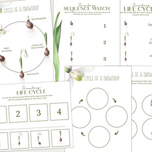 SNOWDROP Life Cycle, Nature Study, Homeschool Printable, Instant ...