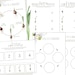 SNOWDROP Life Cycle, Nature Study, Homeschool Printable, Instant ...