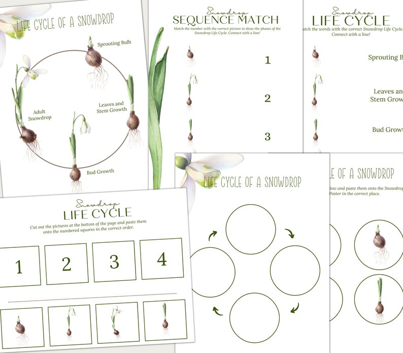 SNOWDROP Life Cycle, Nature Study, Homeschool Printable, Instant ...