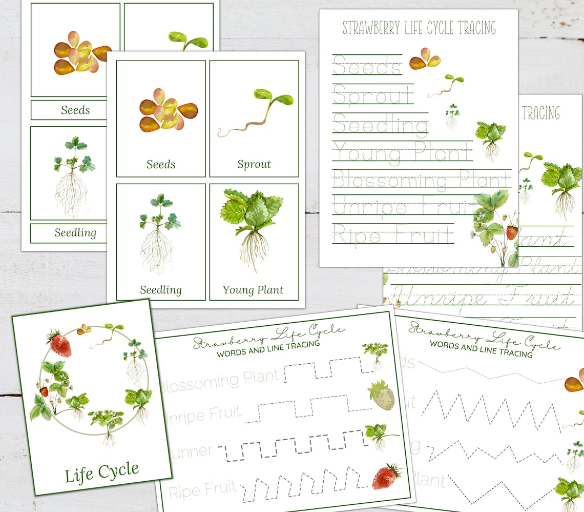 STRAWBERRIES Unit Study, Life Cycle, Anatomy, Nature Study, Science ...