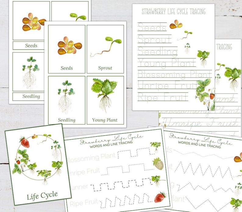 STRAWBERRIES Unit Study, Life Cycle, Anatomy, Nature Study, Science ...