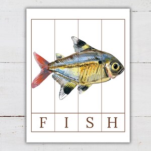 LETTER of the WEEK, X is for X-ray Fish, Letter X Activities, Alphabet ...