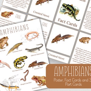 AMPHIBIANS Unit Study, Life Cycle, Anatomy, Nature Study, Science ...