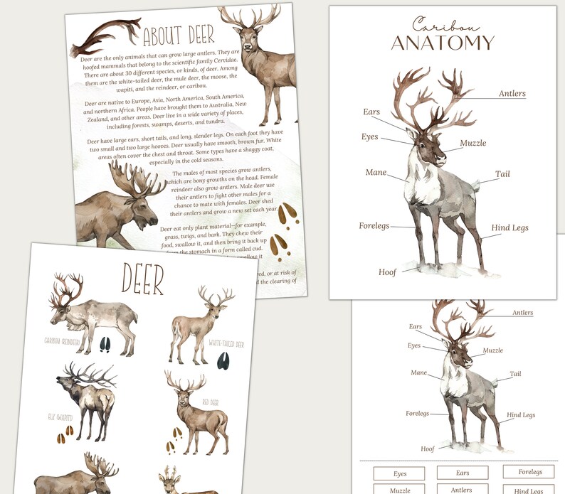 Deer, Moose, Reindeer Unit Studies Bundle (homeschool Printable) - Etsy