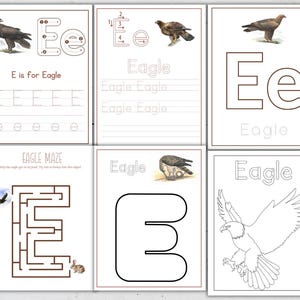 Eagles Unit Study: Life Cycle, Anatomy, Homeschool Printable (instant ...