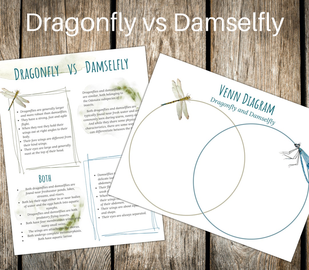 Dragonfly Vs Damselfly Venn Diagram Activity, Homeschool, Montessori ...