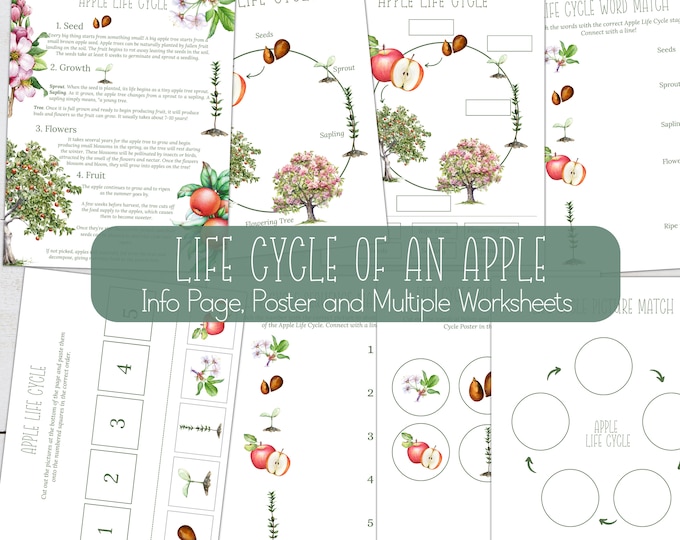 Life Cycles Printable Pack - Etsy
