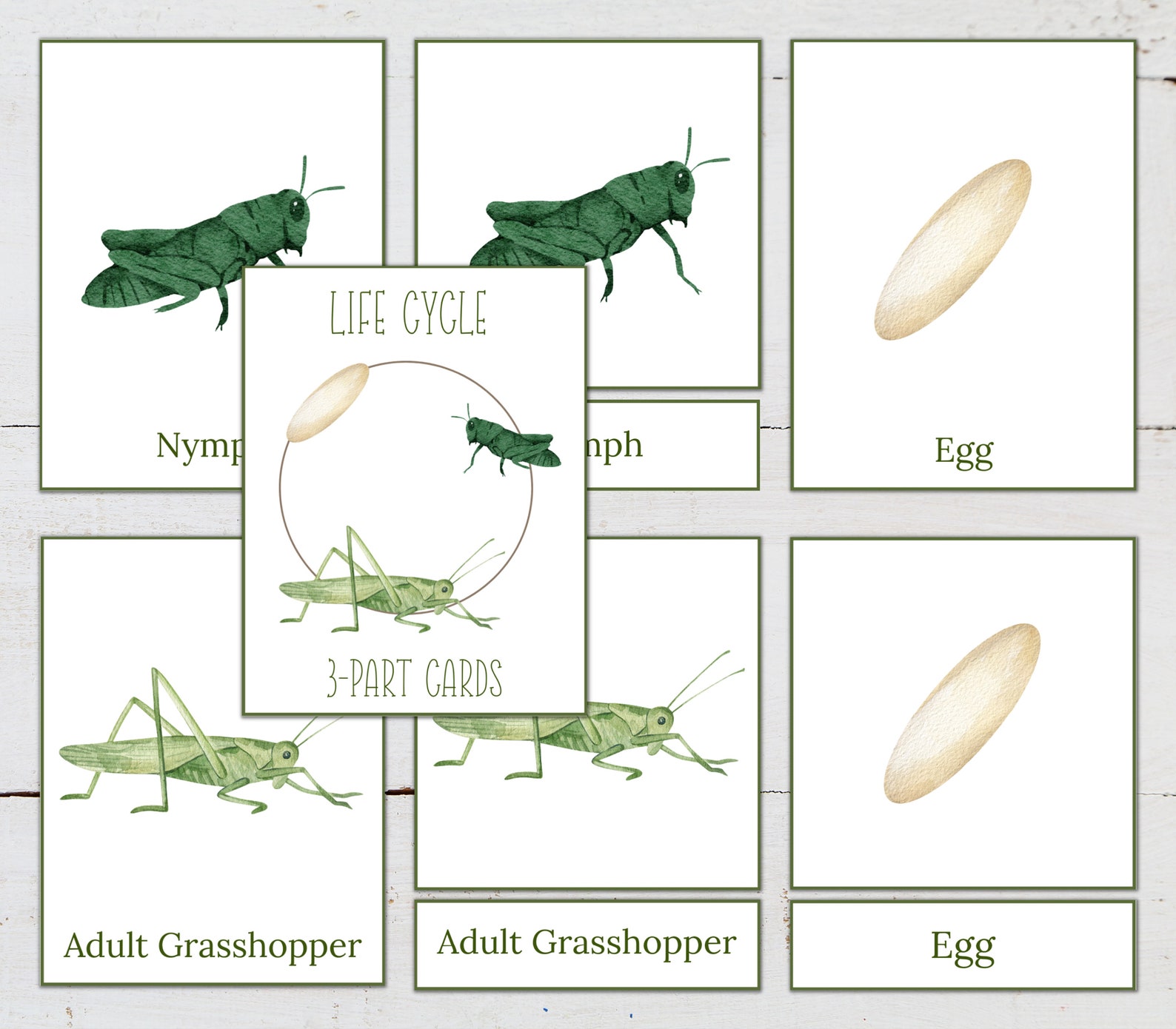 GRASSHOPPER Unit Study Life Cycle Anatomy Nature Study - Etsy