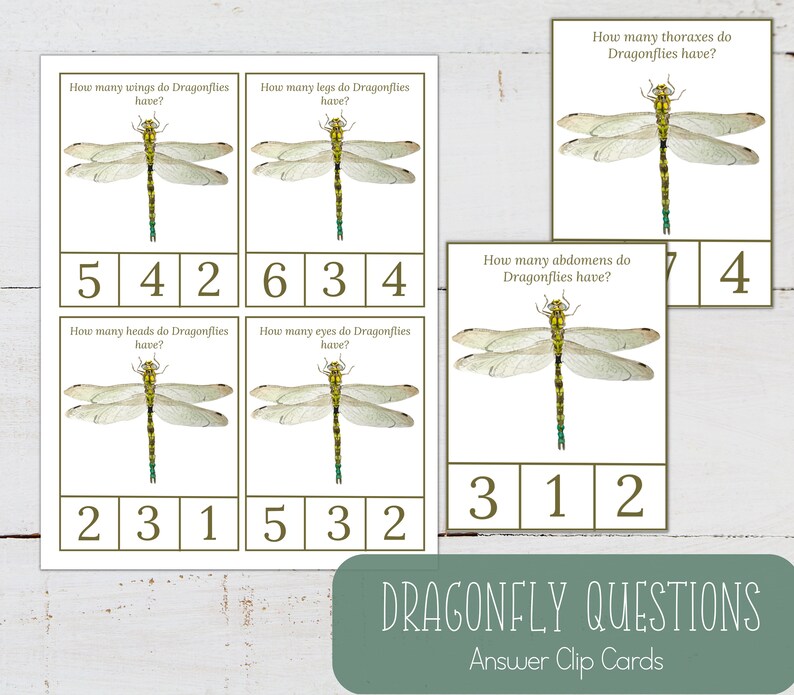 Dragonfly Unit Study: Life Cycle, Anatomy, Homeschool Printable ...