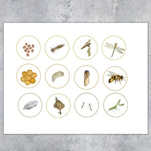 MINIBEASTS Life Cycle Printable 5x7" Flashcards and Matching Worksheets ...