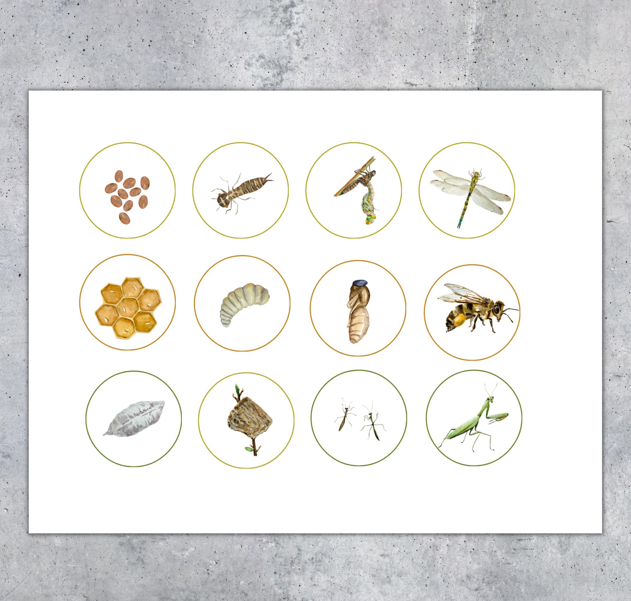 MINIBEASTS Life Cycle Printable 5x7" Flashcards and Matching Worksheets ...