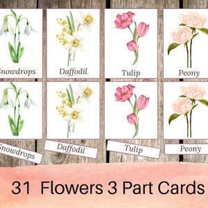 FLOWERS Mini Study Unit Life Cycle Anatomy Science - Etsy