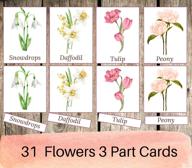 FLOWERS Mini Study Unit Life Cycle Anatomy Science - Etsy