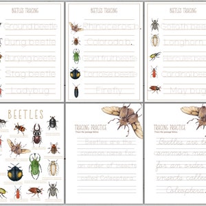 Beetles Unit Study: Homeschool Science Printable (instant Download) - Etsy
