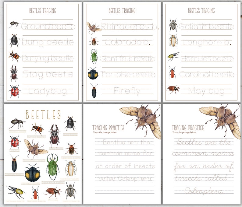 Beetles Unit Study: Homeschool Science Printable (instant Download) - Etsy