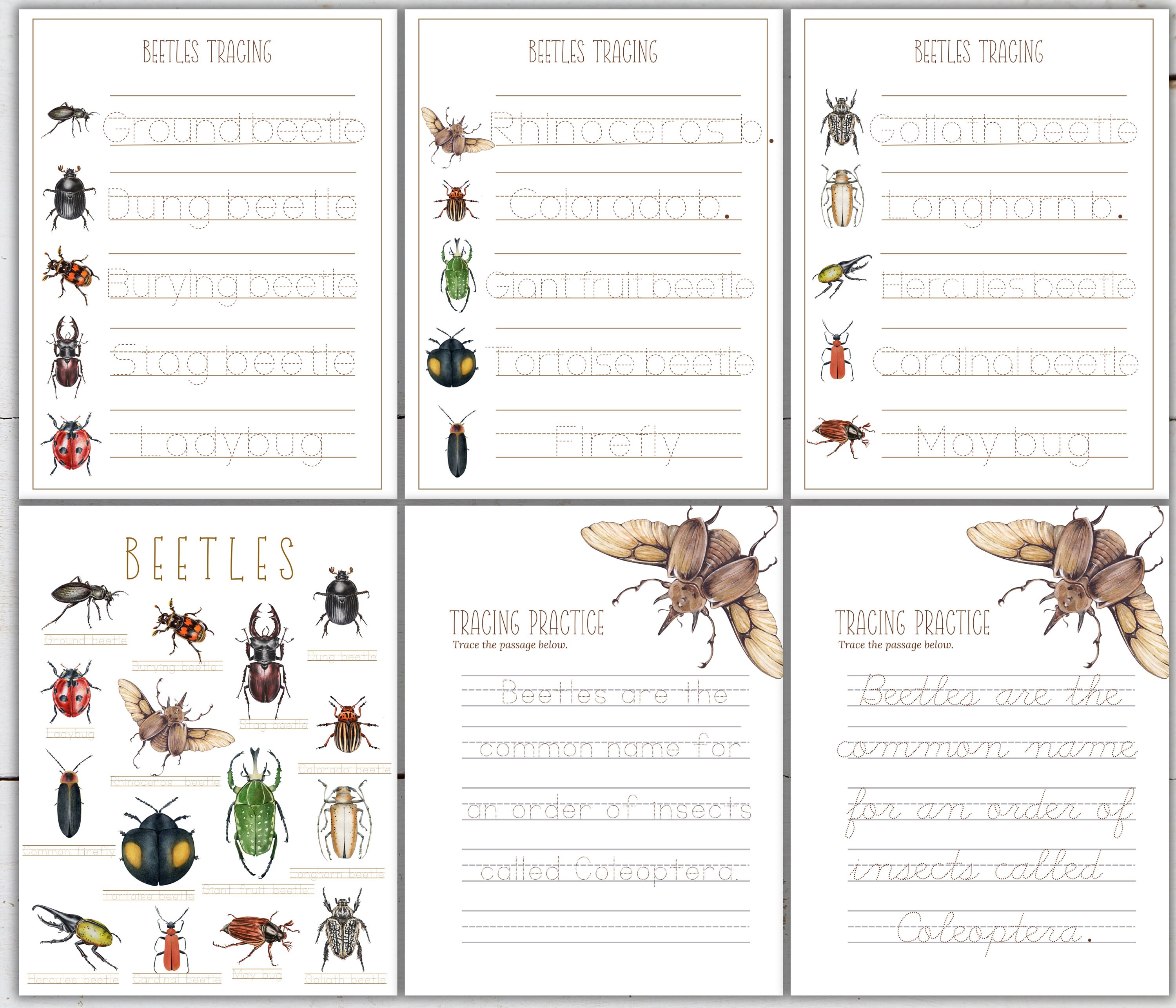 Beetles Unit Study: Homeschool Science Printable (instant Download) - Etsy