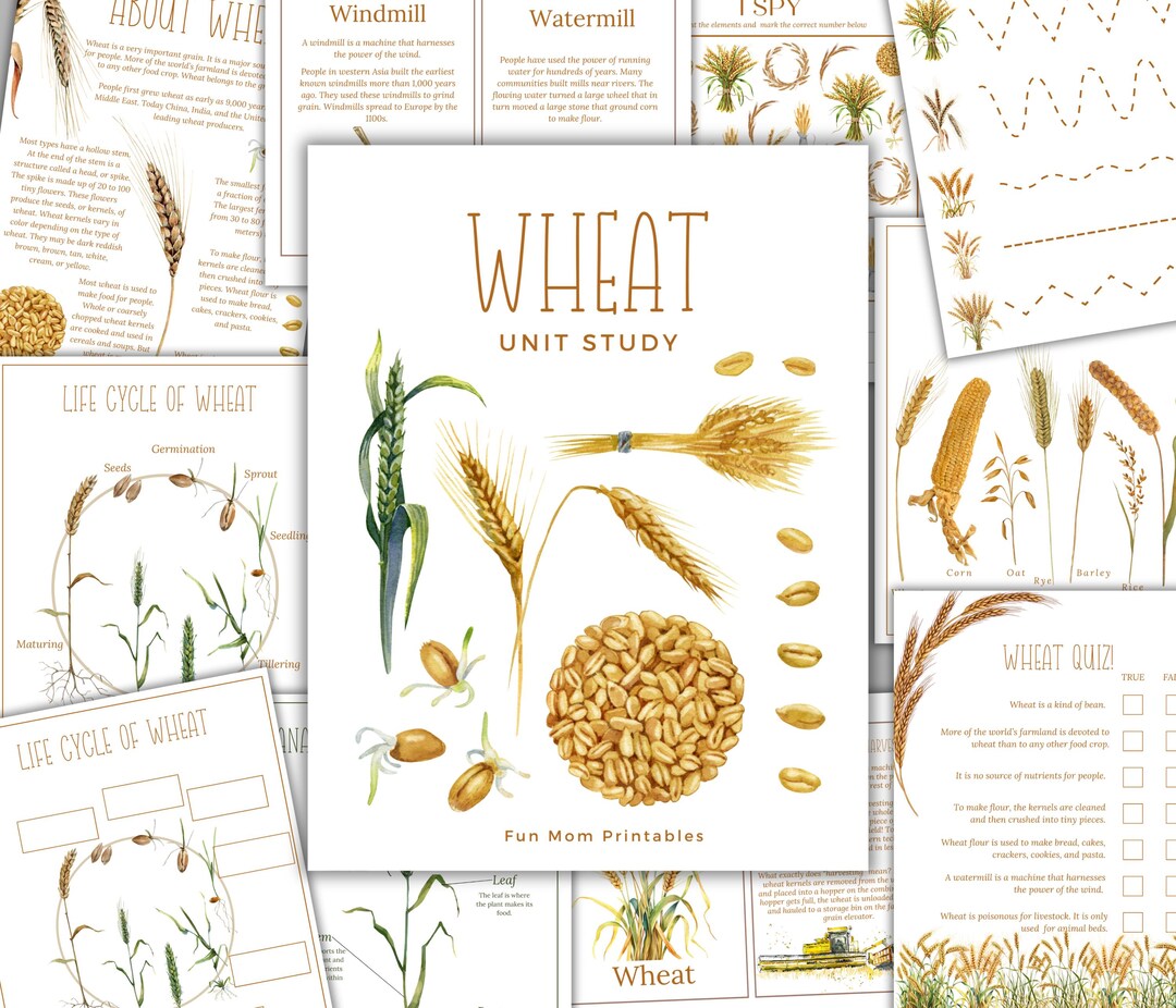 Wheat Unit Study, Life Cycle, Anatomy, Nature Study, Science ...
