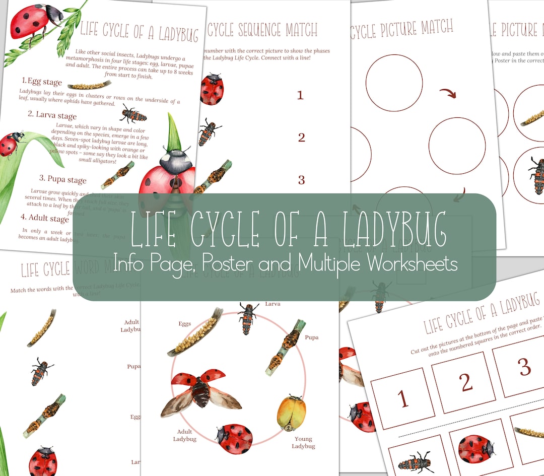 LADYBUG Life Cycle, Nature Study, Homeschool Printable, Instant ...