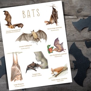 BATS Mini Poster, Fact Cards and 3 Part Cards, Nature, Digital DIY ...