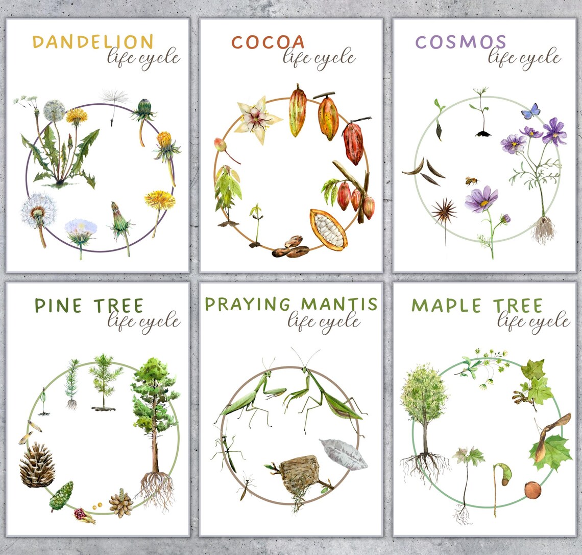 Life Cycle Printable 5x7" Flashcards. Montessori, Instant Download - Etsy