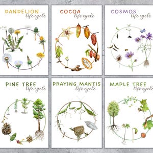 Life Cycle Printable 5x7" Flashcards. Montessori, Instant Download - Etsy