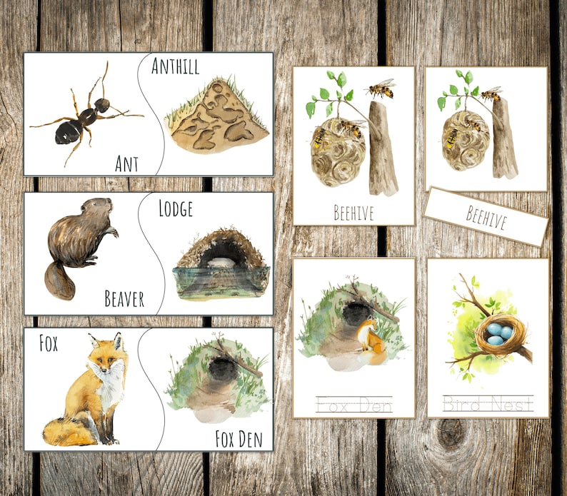 ANIMAL HOMES Unit Study Nature Study Science Handwriting - Etsy