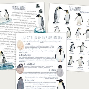 PENGUINS Unit Study, Life Cycle, Anatomy, Nature Study, Science ...