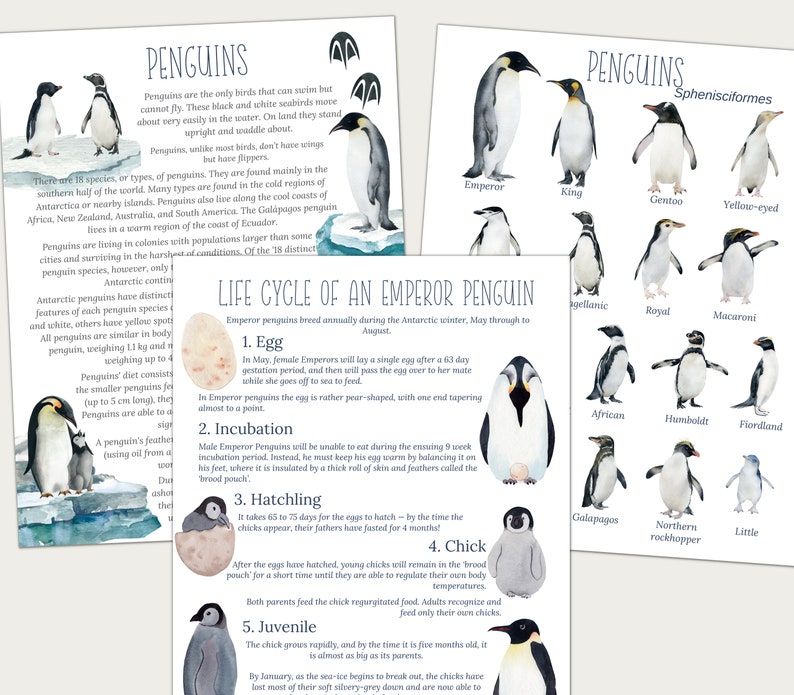 PENGUINS Unit Study Life Cycle Anatomy Nature Study - Etsy