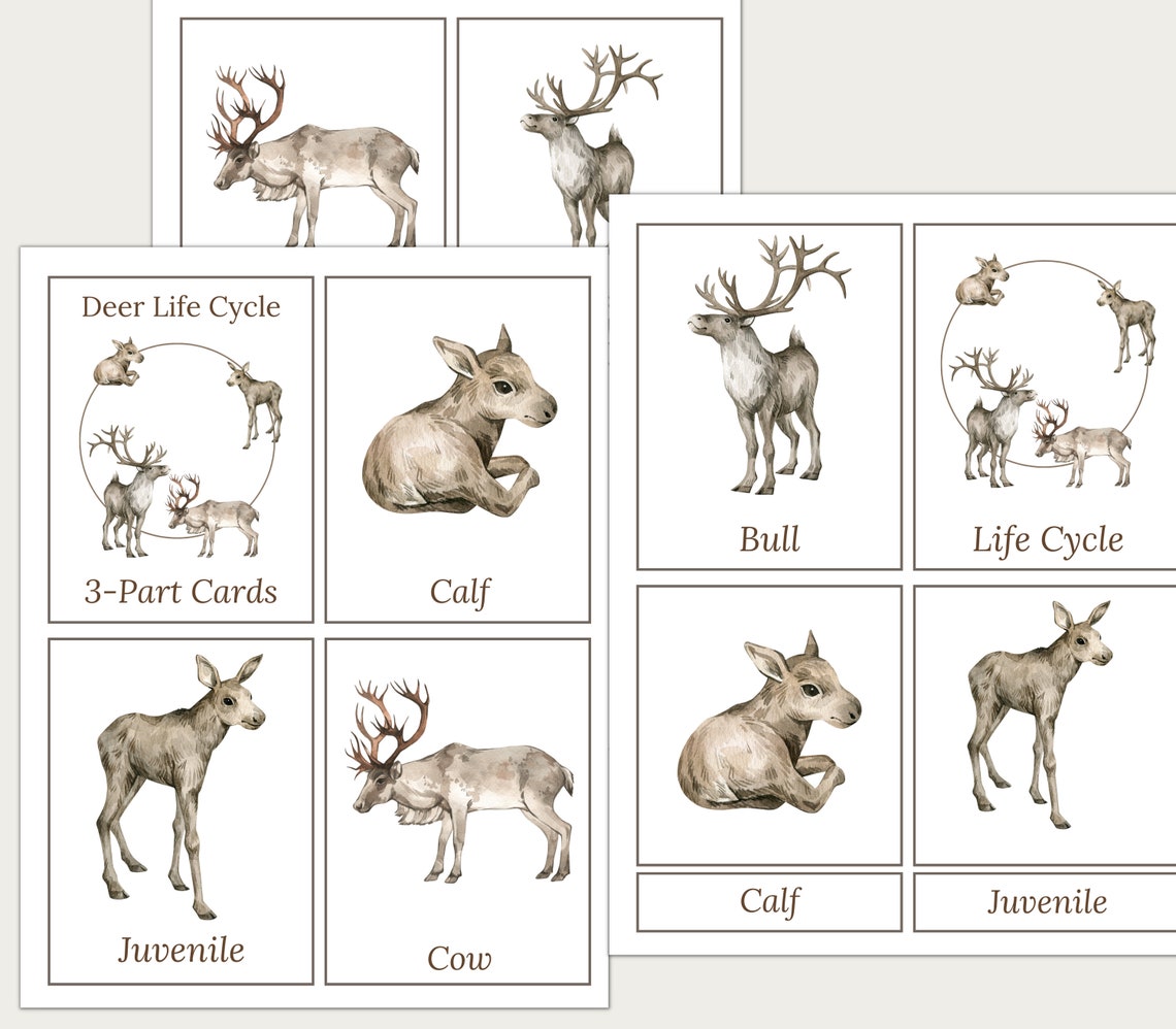 Reindeer Unit Study: Homeschool Science, Anatomy, Life Cycle (instant ...