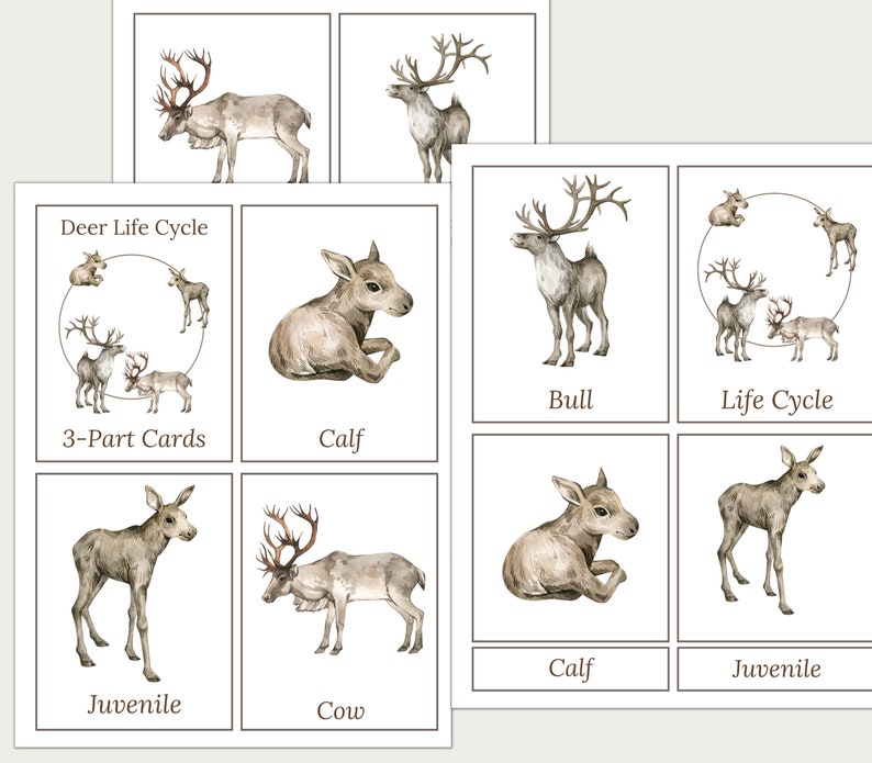 Reindeer Unit Study: Homeschool Science, Anatomy, Life Cycle (instant ...