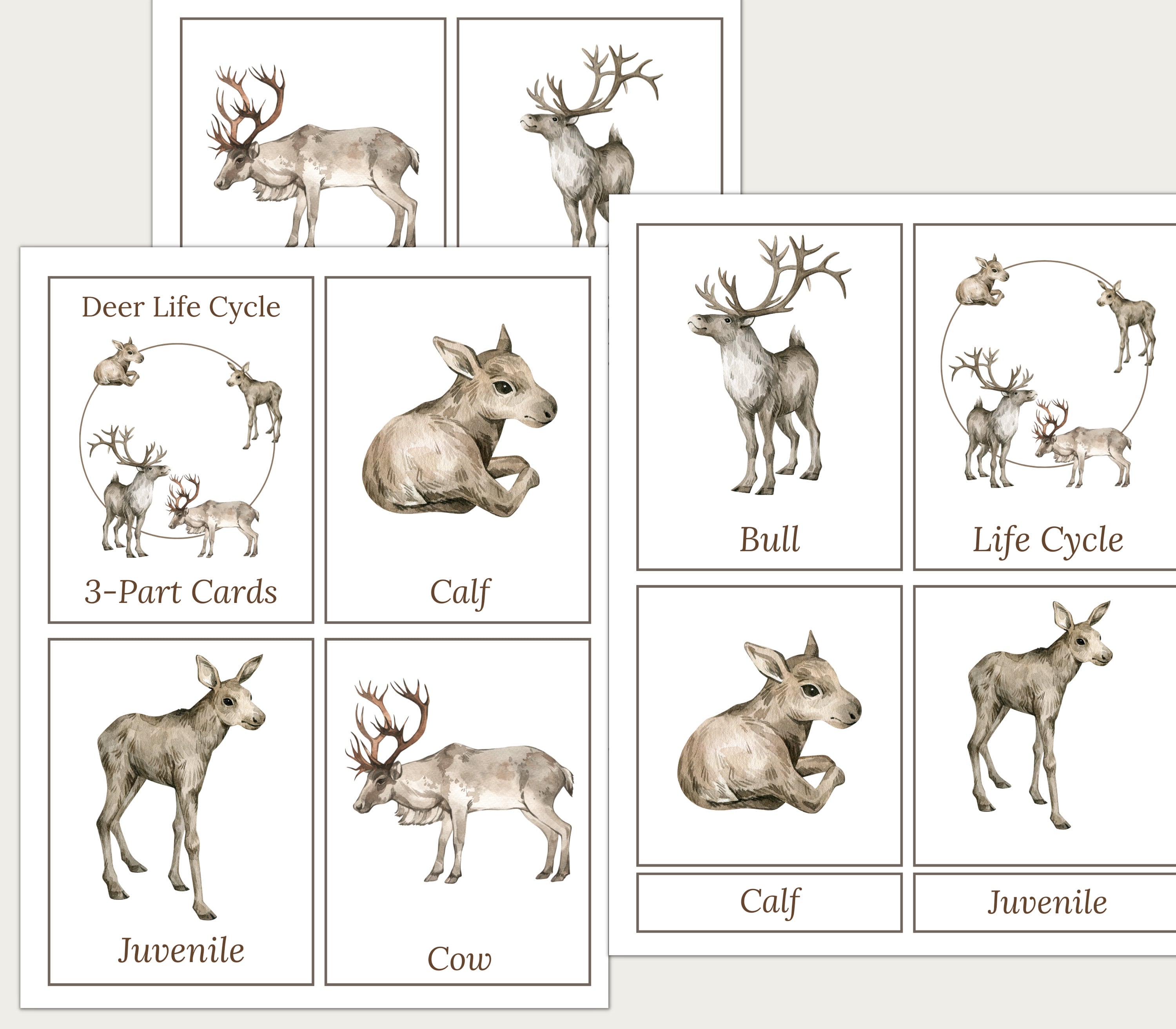 Reindeer Unit Study: Homeschool Science, Anatomy, Life Cycle (instant ...