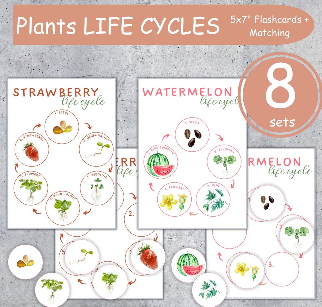 PLANTS Life Cycle Printable 5x7" Flashcards and Matching Worksheets ...