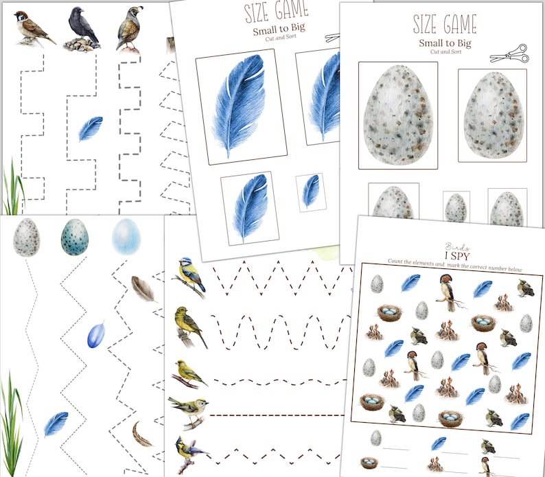BIRD Unit Study Life Cycle Anatomy Nature Study Science - Etsy