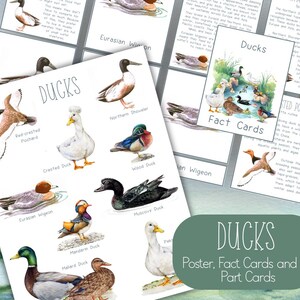 Ducks Unit Study: Life Cycle, Anatomy, Activities (homeschool Printable ...