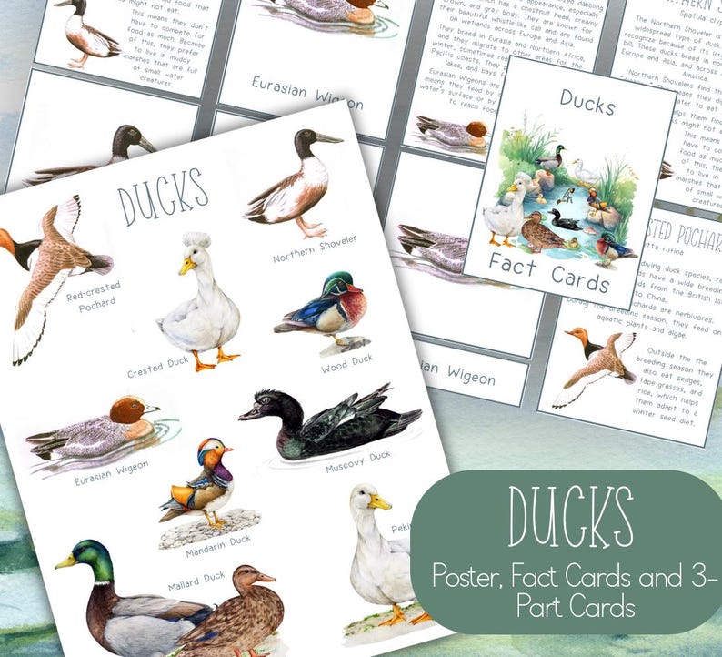 Ducks Unit Study: Life Cycle, Anatomy, Activities (homeschool Printable ...