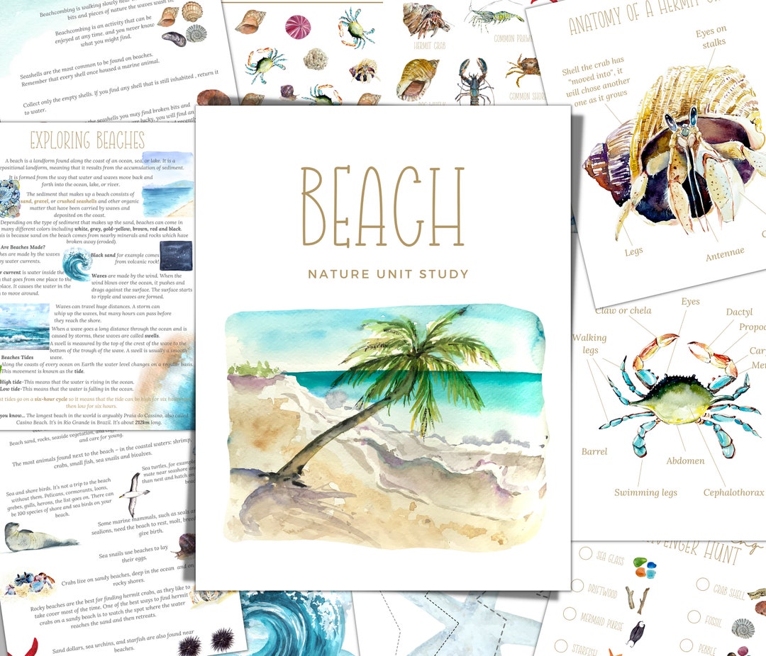 BEACH Unit Study, Anatomy, Nature Study, Science, Handwriting ...