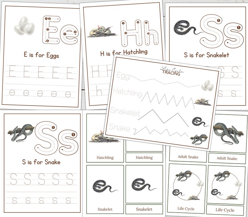 SNAKE Life Cycle Nature Study Homeschool Printable Instant - Etsy