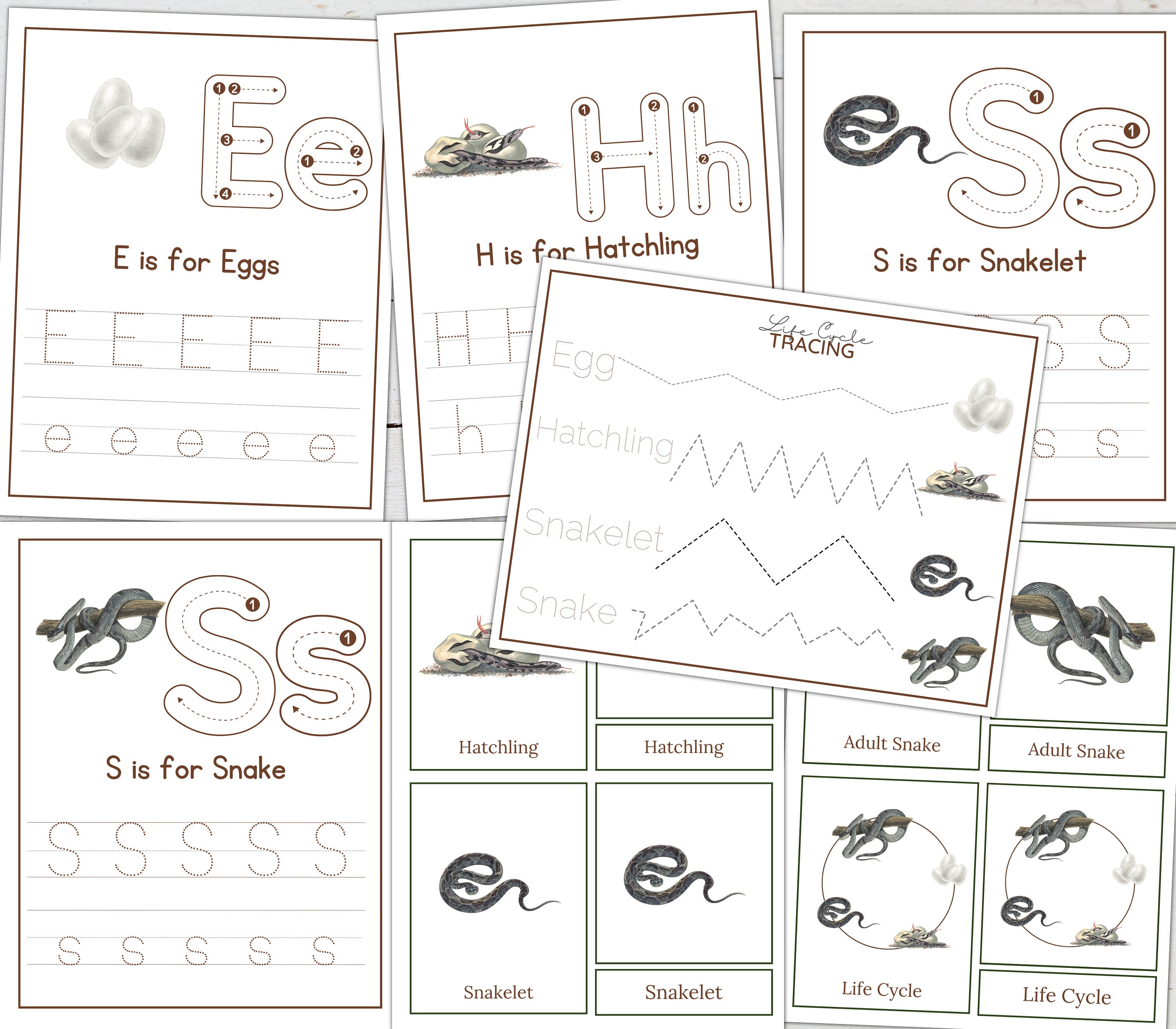 SNAKE Life Cycle Nature Study Homeschool Printable Instant - Etsy