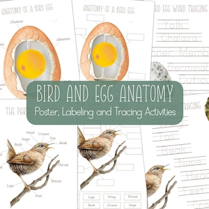 BIRDS UNITS BUNDLE, Bird Activities, Nests, Hatchlings, Beaks ...