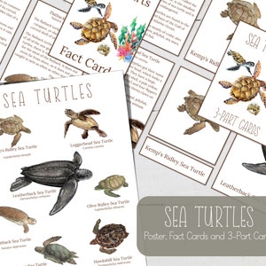 Reptiles Unit Study Bundle: Snakes, Crocodile, Sea Turtle (homeschool ...