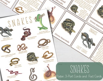 Parts of a Snake Nomenclature 3-part Cards Montessori Zoology Printable ...
