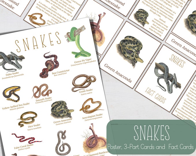Parts of a Snake Nomenclature 3-part Cards & Blackline Master ...