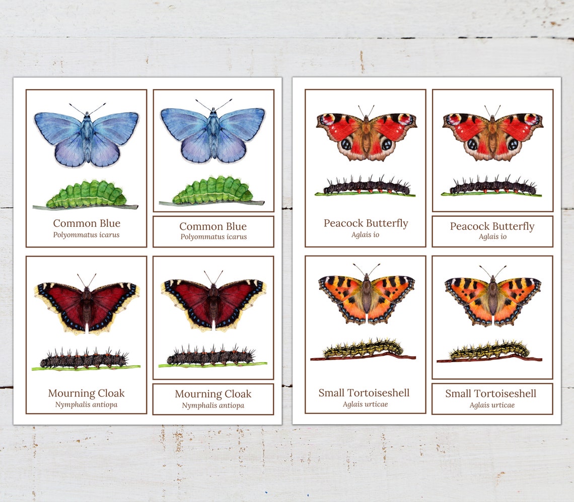 BUTTERFLIES and CATERPILLARS Mini Poster + 3-part Cards + Fact Cards ...