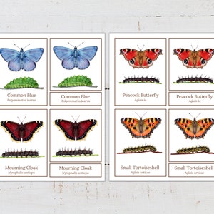 BUTTERFLIES and CATERPILLARS Mini Poster + 3-part Cards + Fact Cards ...